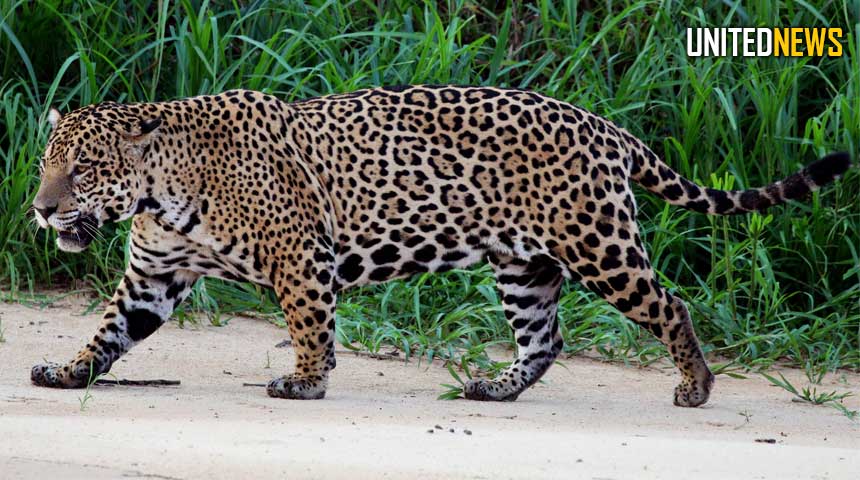 ERLAN SLEUR | JAGUAR CATCH AND SAVE BACK TO NATURE - United News