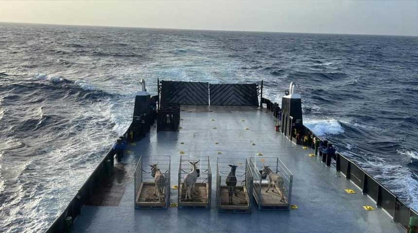 BIJZONDER EZELTRANSPORT OVER CARIBISCHE ZEE - United News